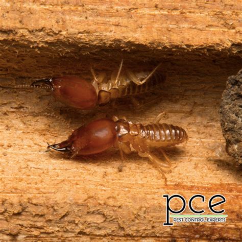 Termite Bonds In Alabama A Must Have For Homeowners