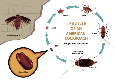 Roach Life Cycles Pointe Pest Control Exterminator And Pest Control