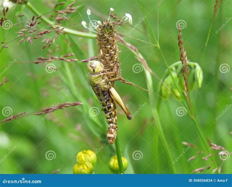 Locusts Attacked By The Endoparasitic Pathogenic Fungus Entomophaga