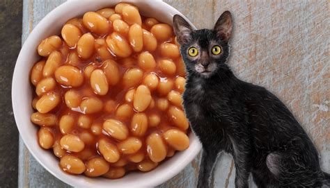 Can Cats Eat Baked Beans Ingredients And Health Considerations Can