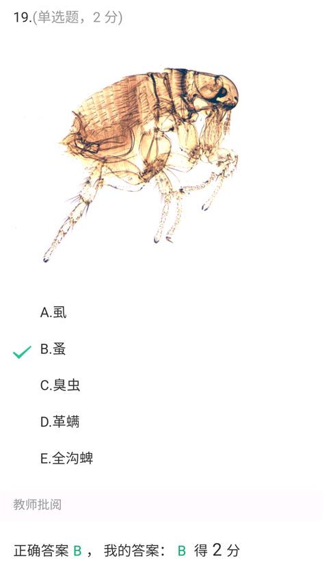 医学寄生虫学实验识图题 节肢动物篇 哔哩哔哩