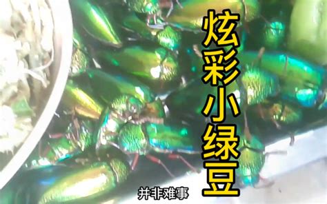 泰国美食 炫彩小绿豆 一口酥脆 一米二点 一米二点 哔哩哔哩视频