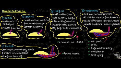 Types Of Placental Cord Insertion At Harold Chappell Blog