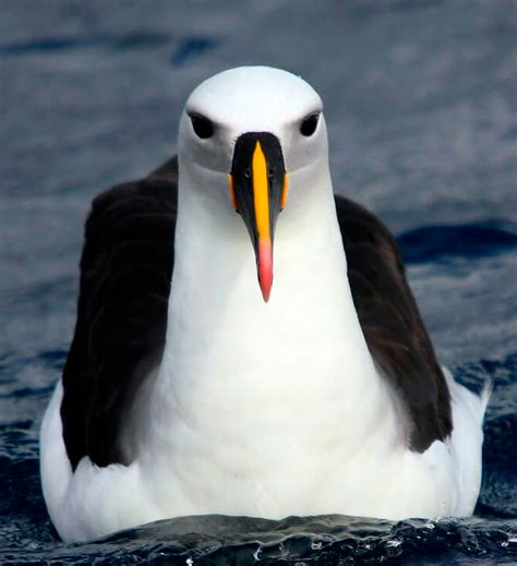 Visão Ímpar Design Criando uma Marca Forte e Autêntica para Albatroz Mobilidade