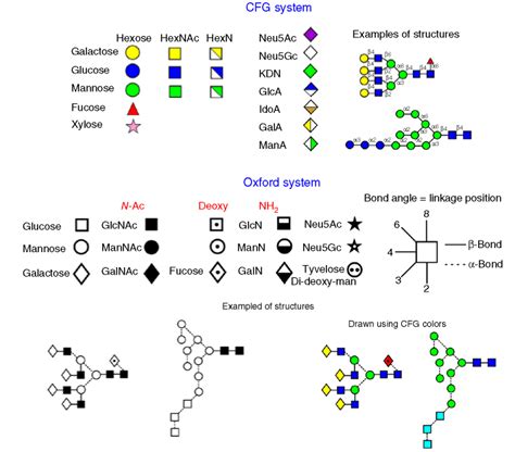 Protein Linked Glycans Analysis Of Protein Post Translational