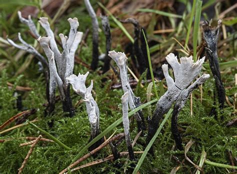 Candlesnuff 곰팡이 하얀색 매우 작은 Pixabay의 무료 사진 Pixabay