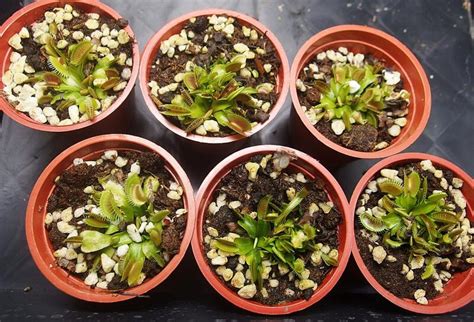捕蠅草 Dionaea muscipula 活體 食蟲 食蟲植物 露天市集 全台最大的網路購物市集