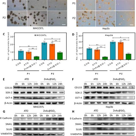 Znassio2 Nps Inhibit Stemness And Emt In Hcc Cells In Vitro Ab