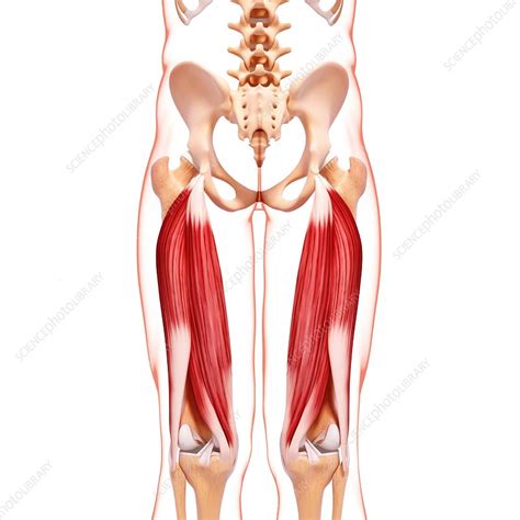 Human Leg Musculature Artwork Stock Image F0074831 Science