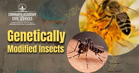Genetically Modified Insects Chinmaya Ias Academy Current Affairs