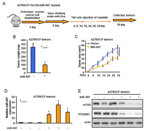 Mir 497 Overexpression Decreased Cisplatin Resistance Of Ovarian Cancer