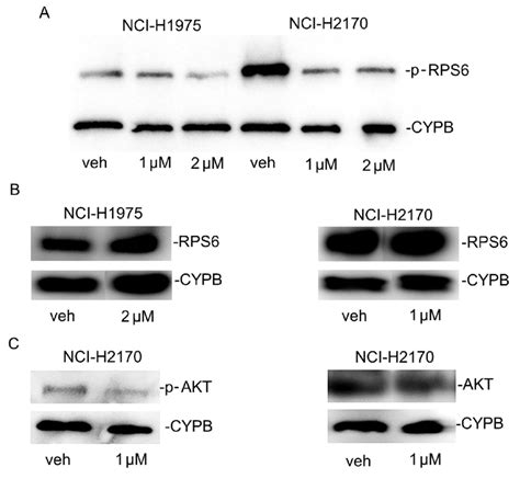 Downregulation Of Mtor Signaling Effector Proteins Pp121 Decreased The