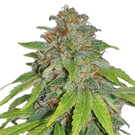 Strng Seeds Thca Apple Jack Premium Seed Bank Best Feminized