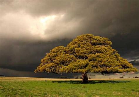 Mustard Tree Kuyperian Commentary