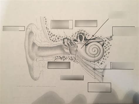 Ear Labeling Diagram Quizlet