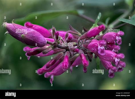 Salvia Involucrata Cv Bethelli Lamiaceae Ornamental Sage Perennial Herb Flower Red Stock