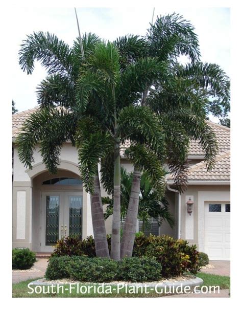 Large Triple Foxtail Palm In Front Of A Tropical Home Foxtail Palm