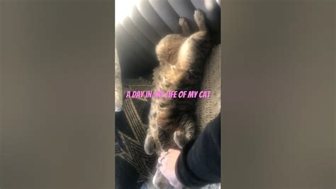 Prettykitty Relaxingvideo Catshorts Youtube