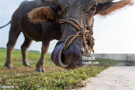 Kerbau Air Atau Kerbau Air Domestik Asia Vietnam Foto Stok Unduh