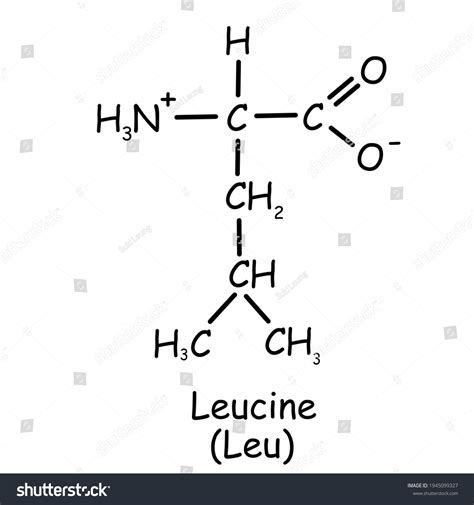 Amino Acid Chemical Structure Leucine Leu Stock Illustration 1945099327