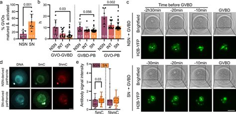 NSN Derived Parthenogenetic One Cell Embryos Display Abnormal DNA Download Scientific Diagram