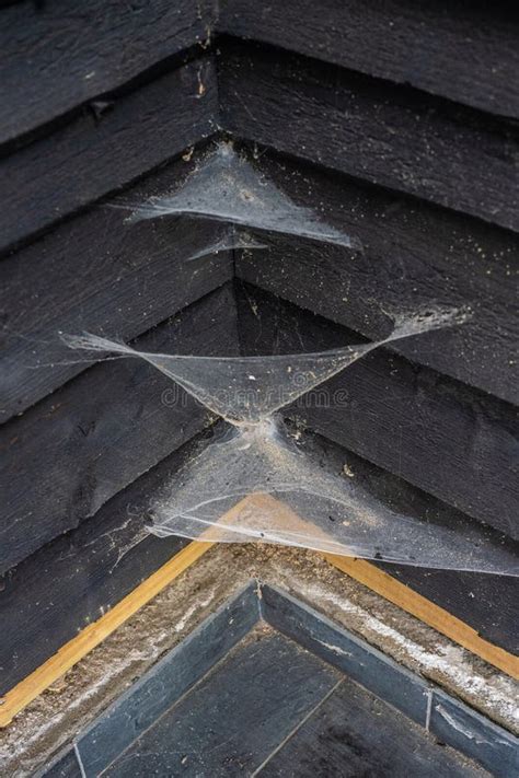 Multiple Spiders Web In A Corner By Black Walls Stock Image Image Of Wall Spider