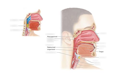 Upper Respiratory Tract Diagram Quizlet