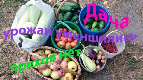 Дача. Орехи не выросли. - YouTube