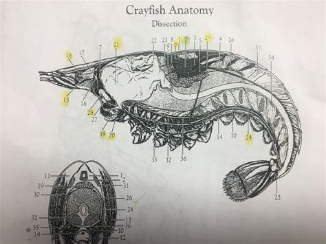 Crayfish Anatomy Diagram Quizlet