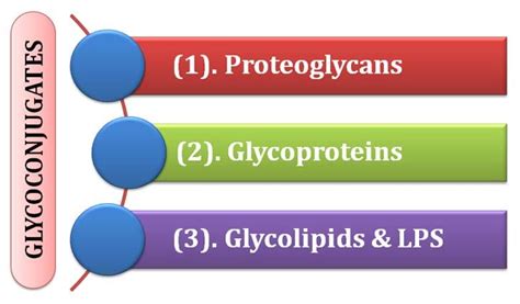 Glycoprotein Vs Proteoglycan Vs Glycolipid Easybiologyclass