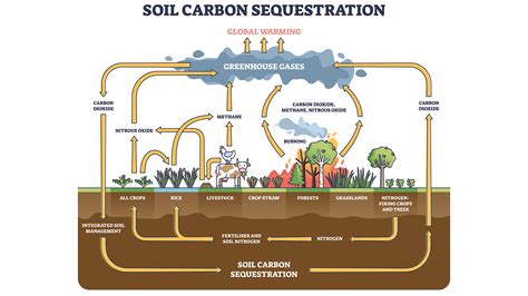 Moisture Found To Be Crucial To Soils Carbon Sequestration