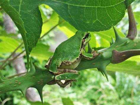 [양서류]청개구리 양서류 생물종 Bric