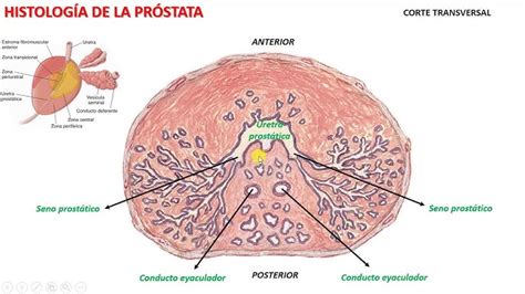 Diagrama De Anatomía De La Próstata La Estructura De La Próstata