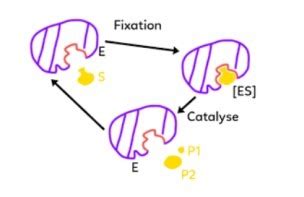 Chapitre 4 Les enzymes des protéines importantes pour le