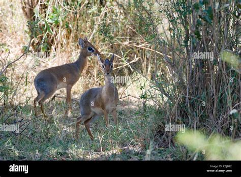 Male And Female Kirks Dik Dik Madoqua Kirkii Standing Together