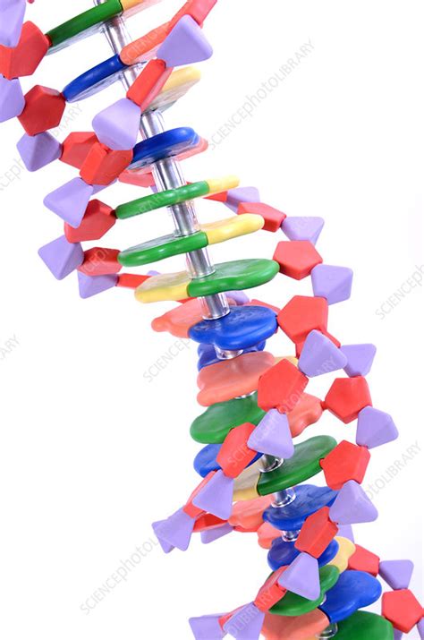 Double Helix Dna Molecular Model Stock Image C0363442 Science