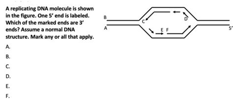 Solved Which One Statement Is True About Spliceosomal Rna