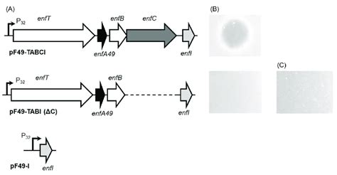 Plasmids Construction For Functional Characterization Of The Enterocin