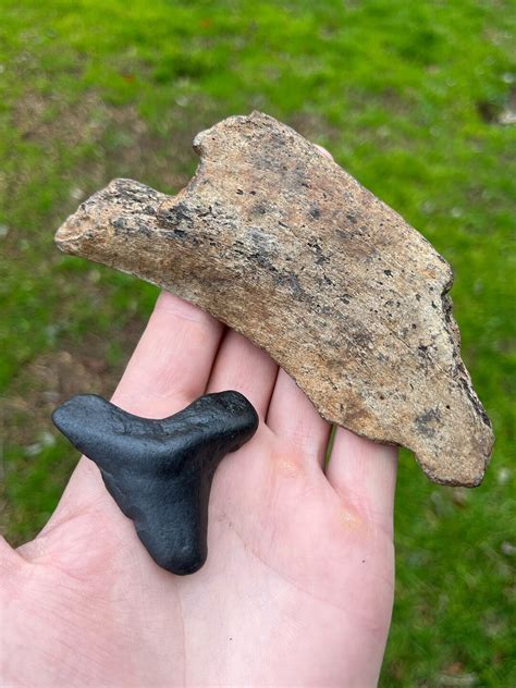 1 Real Fossilized Mysticeti Rib Bone Segment And 1 Very Old Megaldon