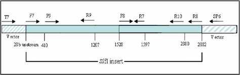 Schematic For Primers Used In Sequencing Of Full Length Apn In The Download Scientific Diagram