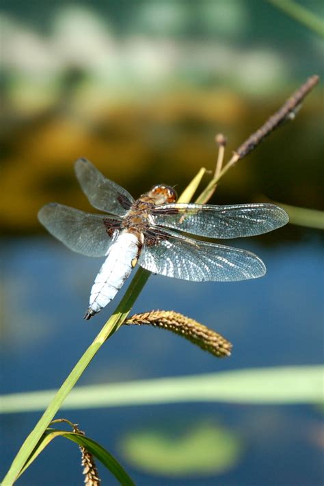 Všečno Kačji Pastir