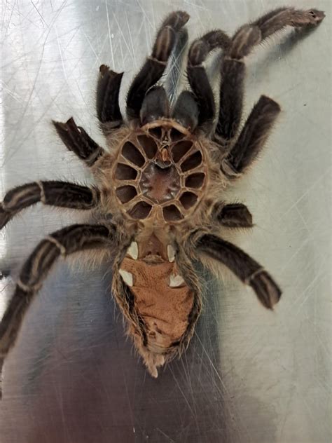 First Time Owner Molt Sexing Help R Tarantulas