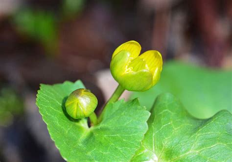 リュウキンカの育て方と似た花など植物の特徴をわかりやすく解説
