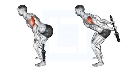 Barbell Seated Overhead Press Guide Benefits And Form
