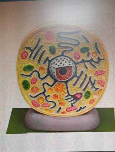 Cell Mitosis Model At Best Price In Ambala Cantt Haryana 2 R Exports