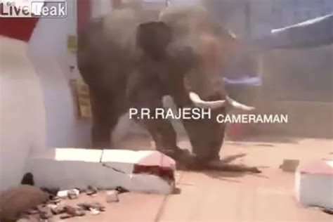 Man Trampled To Death By Rampaging Elephant While Terrified Onlookers