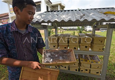 BUDI DAYA LEBAH MADU TRIGONA ANTARA Foto