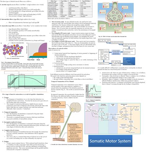 Concept Map Of Muscular System United States Map