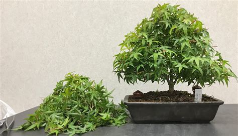 葉が茂り放題の清姫モミジの剪定葉刈り 盆栽 BOOOKs
