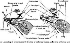 Respiratory System Of Toad QS Study